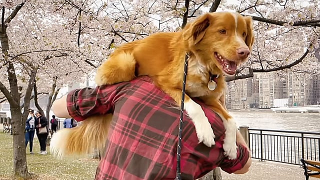 Good Boy Trailer: Through the eyes of a canine something supernatural ...